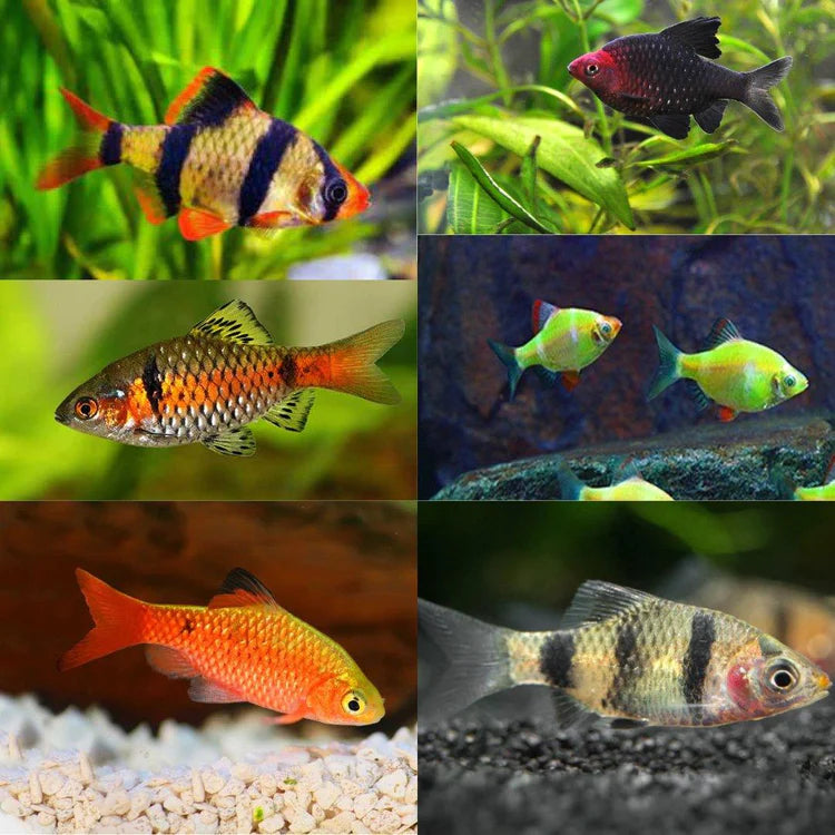 Shop Barbs at FRESHWATERAQUATICA | FRESHWATERAQUATICA