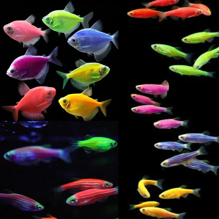 Shop Zebra Danio Glow Fishes at FRESHWATERAQUATICA | FRESHWATERAQUATICA