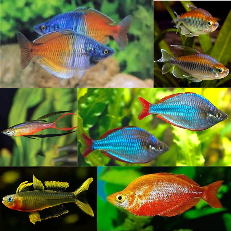 Shop Rainbow Fishes at FRESHWATERAQUATICA | FRESHWATERAQUATICA