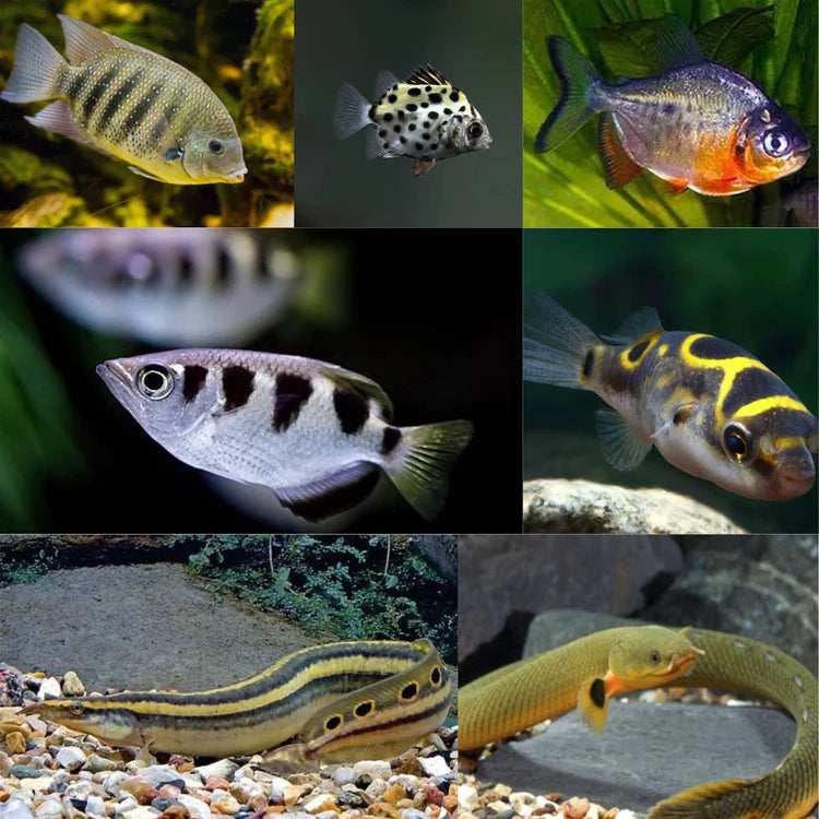 Shop Brackish/Native Fishes at FRESHWATERAQUATICA | FRESHWATERAQUATICA