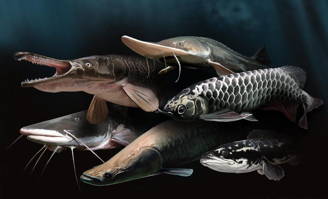 Online Aquarium Fishes | FRESHWATERAQUATICA