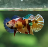 Shop Betta Fishes at FRESHWATERAQUATICA | FRESHWATERAQUATICA