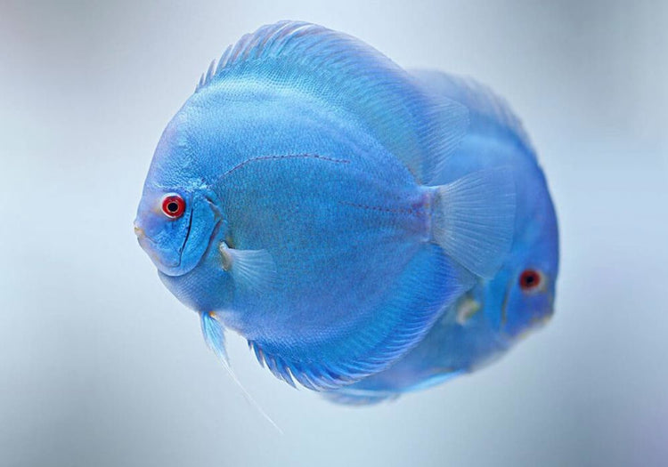 Online Aquarium Fishes | FRESHWATERAQUATICA