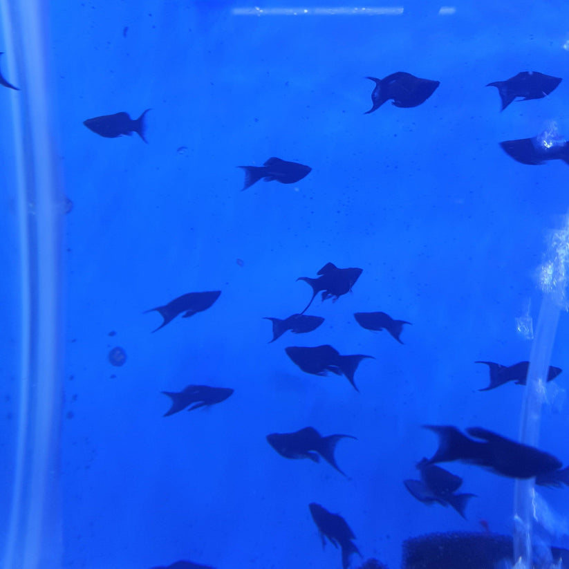 Moon tail molly | FRESHWATERAQUATICA