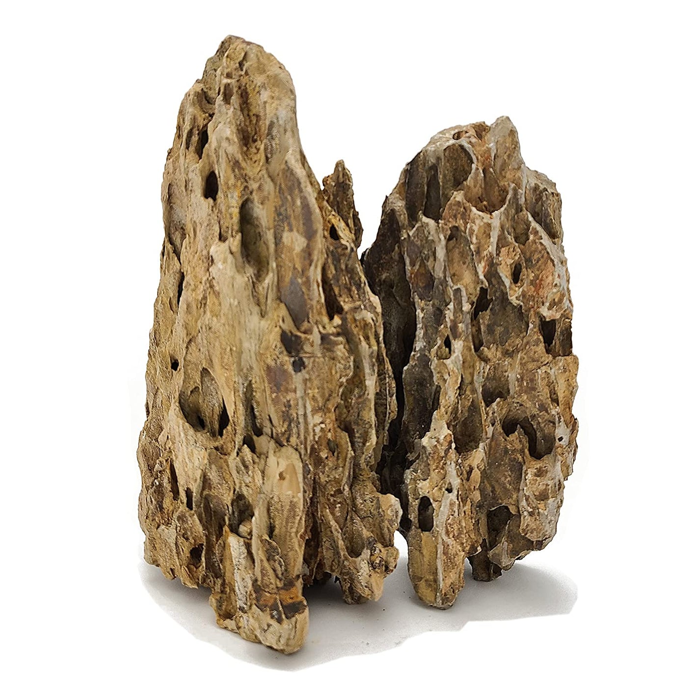 Dragon rock | FRESHWATERAQUATICA