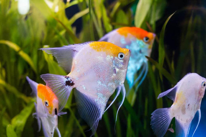 Koi Angel Fish | FRESHWATERAQUATICA