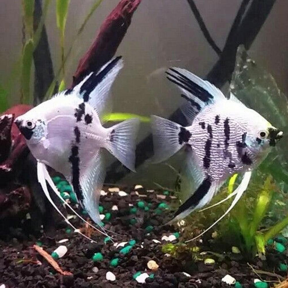 Panda Angel Fish | FRESHWATERAQUATICA