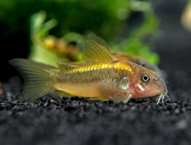GOLD STRIPE AKA GOLD LASER CORY | FRESHWATERAQUATICA