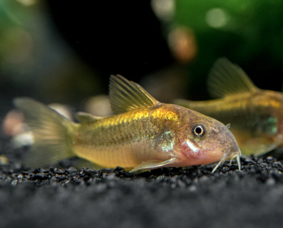 GOLD STRIPE AKA GOLD LASER CORY | FRESHWATERAQUATICA