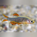 Micro Galaxy Rasbora S size | FRESHWATERAQUATICA