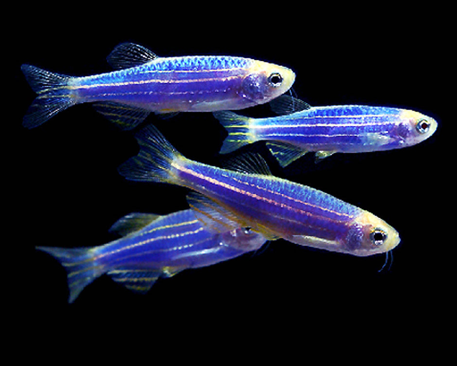 Shop Zebra Danio Glow Fishes at FRESHWATERAQUATICA | FRESHWATERAQUATICA