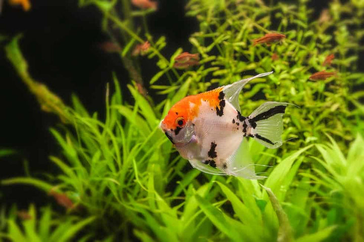 Shop Angel Fishes at FRESHWATERAQUATICA | FRESHWATERAQUATICA