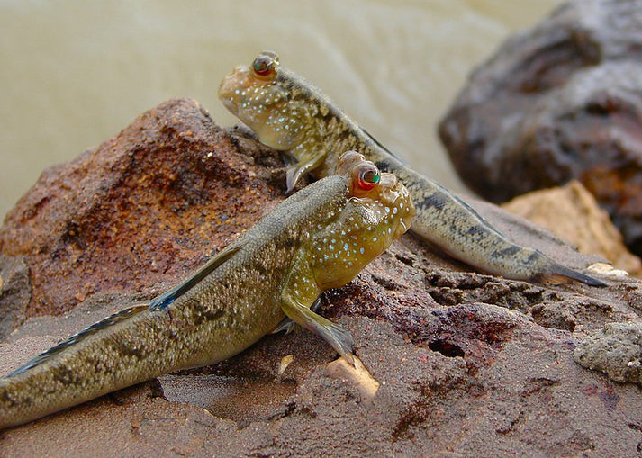 Mudskipper | FRESHWATERAQUATICA