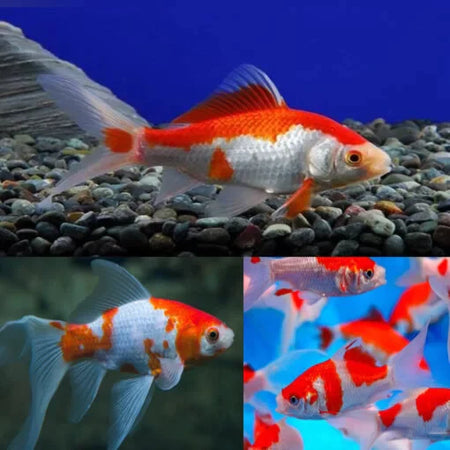 Red White Gold Comet fish | FRESHWATERAQUATICA