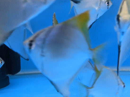 Mono Angel fish | FRESHWATERAQUATICA