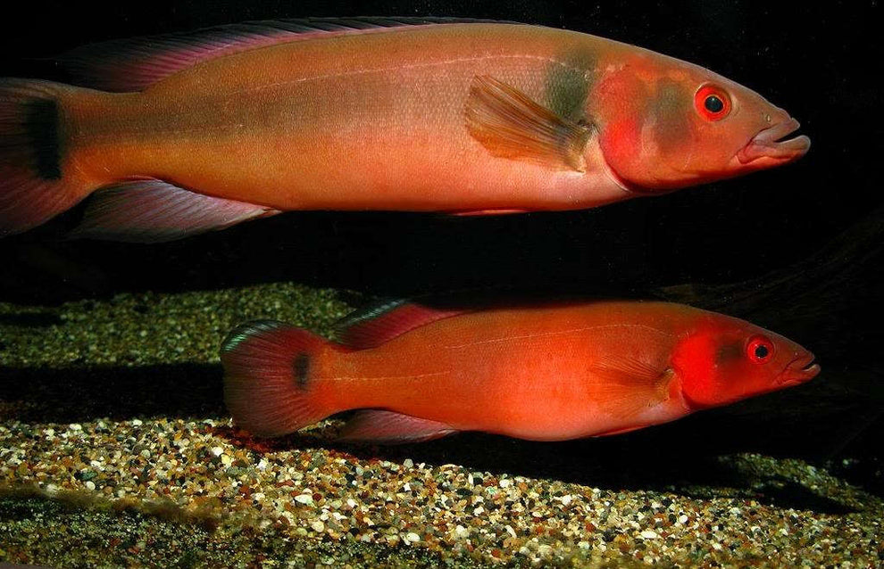 Atabapo Red Pike 10" | FRESHWATERAQUATICA