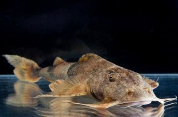 Shop Shark Fishes at FRESHWATERAQUATICA | FRESHWATERAQUATICA
