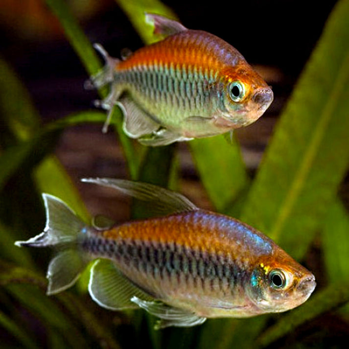 Congo tetra | FRESHWATERAQUATICA