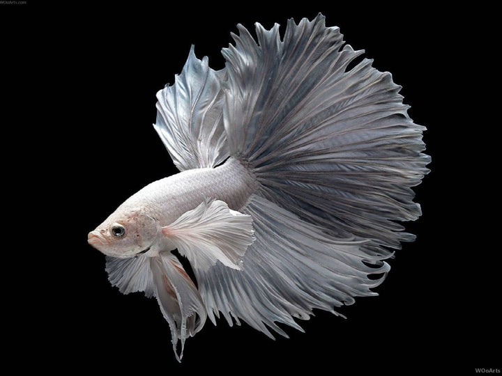 Shop Betta Fishes at FRESHWATERAQUATICA | FRESHWATERAQUATICA