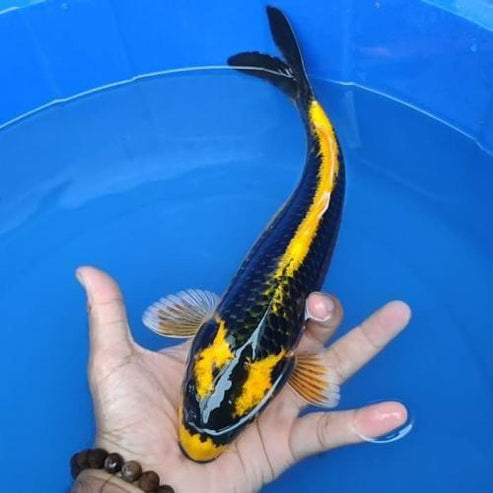 Kabuto koi Fish | FRESHWATERAQUATICA
