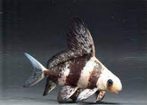 Shop Shark Fishes at FRESHWATERAQUATICA | FRESHWATERAQUATICA