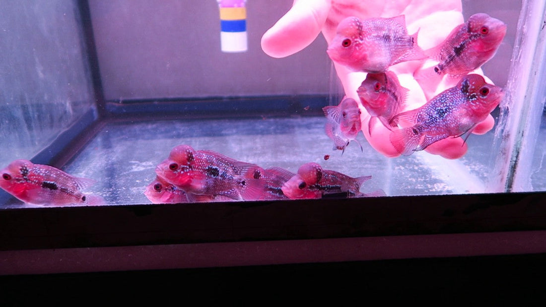 Flowerhorn 3 INCH POP HEAD | FRESHWATERAQUATICA