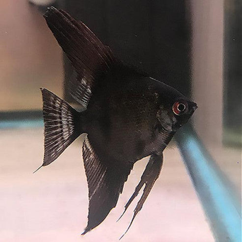 Jet black angel fish | FRESHWATERAQUATICA