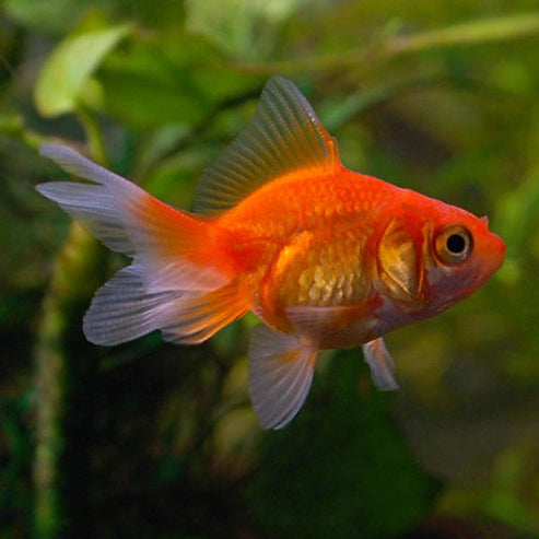 Normal Gold Fish | FRESHWATERAQUATICA