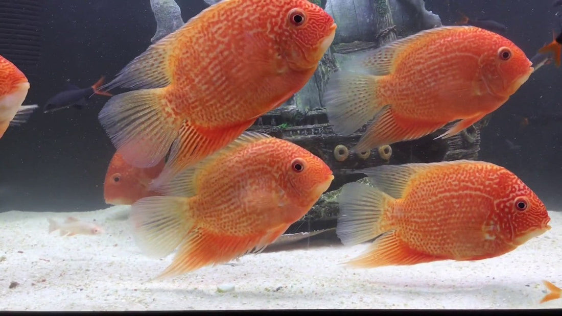 Red Severum Dark edition | FRESHWATERAQUATICA