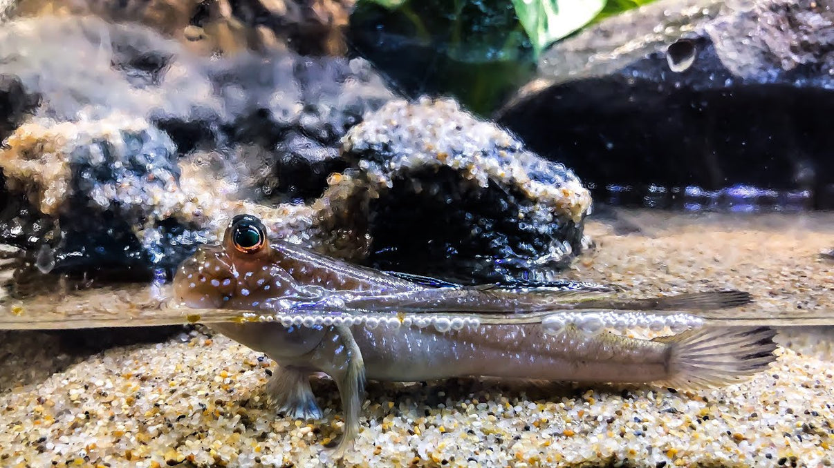 Mudskipper | FRESHWATERAQUATICA