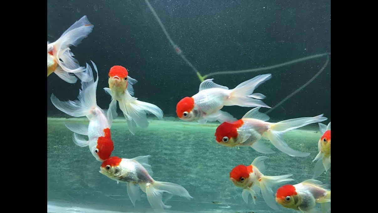 Red Cap Gold Fish | FRESHWATERAQUATICA