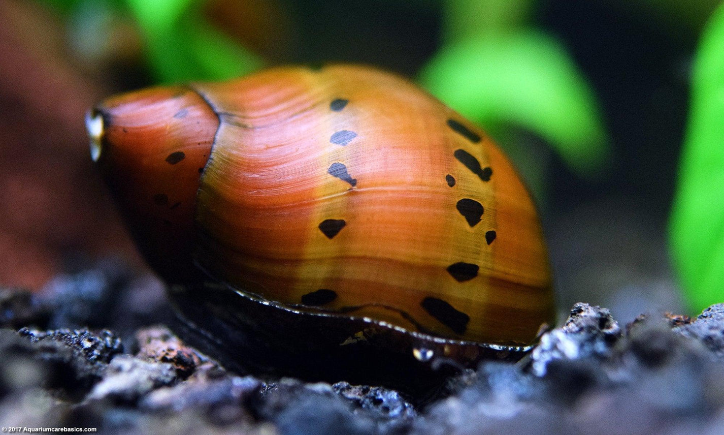 Spotted Snail | FRESHWATERAQUATICA